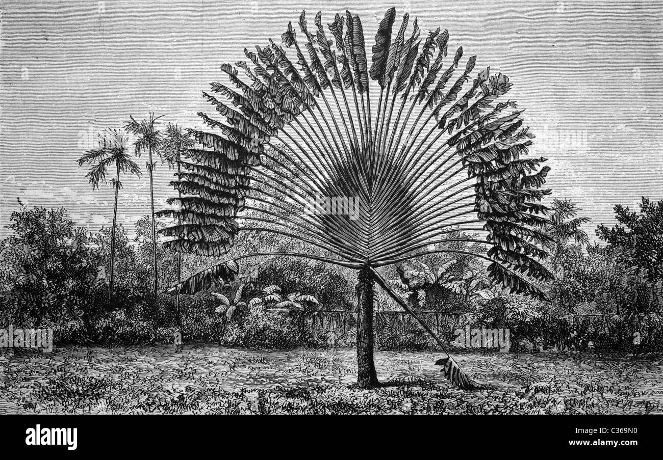 the famous Ravenala madagascariensis, tree of travelling people ...