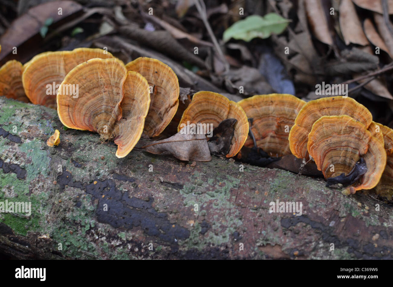 Bracket fungi growing on a decaying log at Mt Glorious in Queensland ...