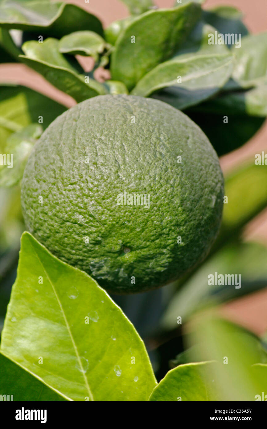 Green lemon, Limon, Citrus on branch, Miao, Arunachal Pradesh, India ...