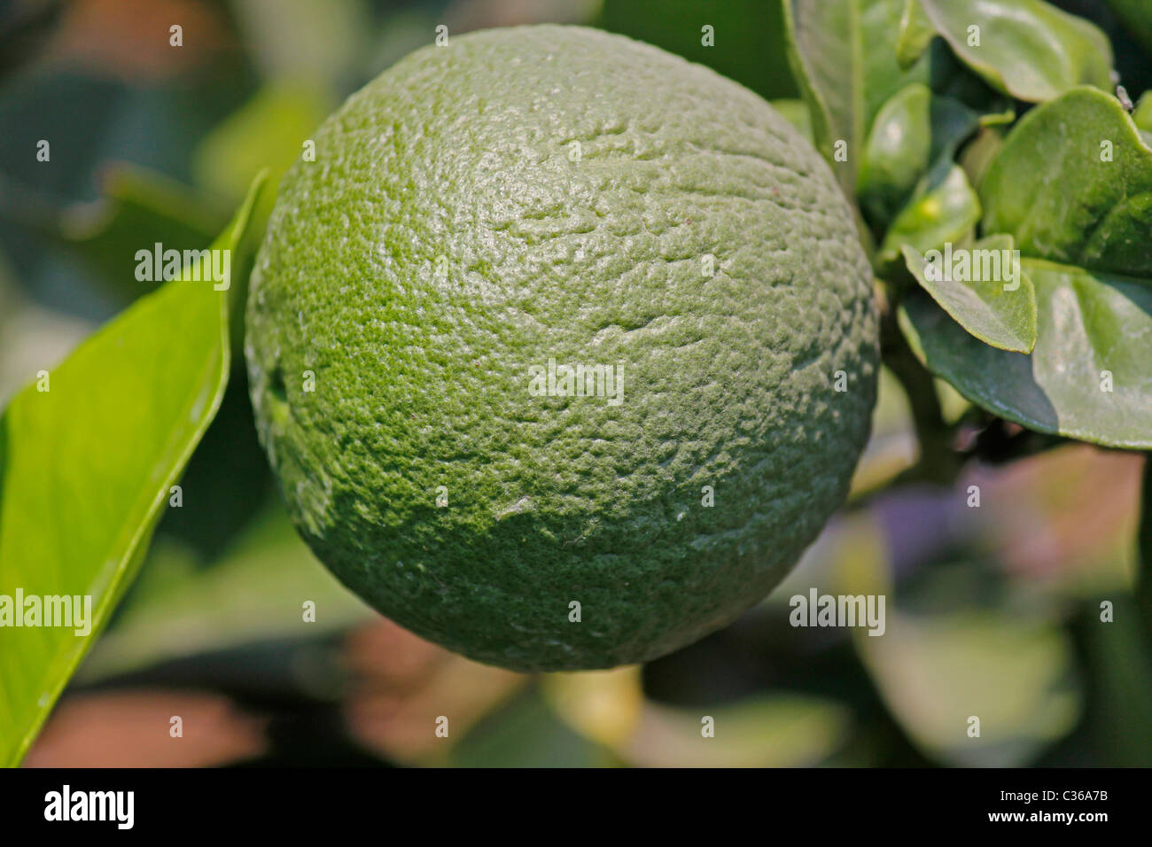 Green lemon, Limon, Citrus on branch, Miao, Arunachal Pradesh, India ...
