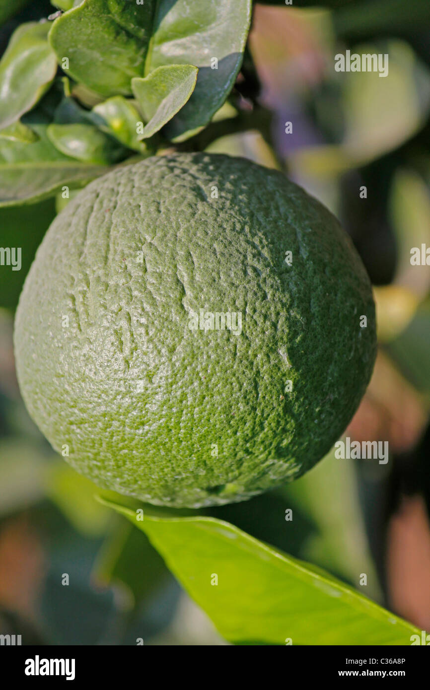 Green lemon, Limon, Citrus on branch, Miao, Arunachal Pradesh, India ...