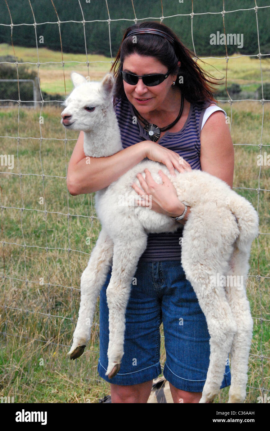 Woman holding baby Alpaca colt, feeding time for Alpacas, breeding farm ...