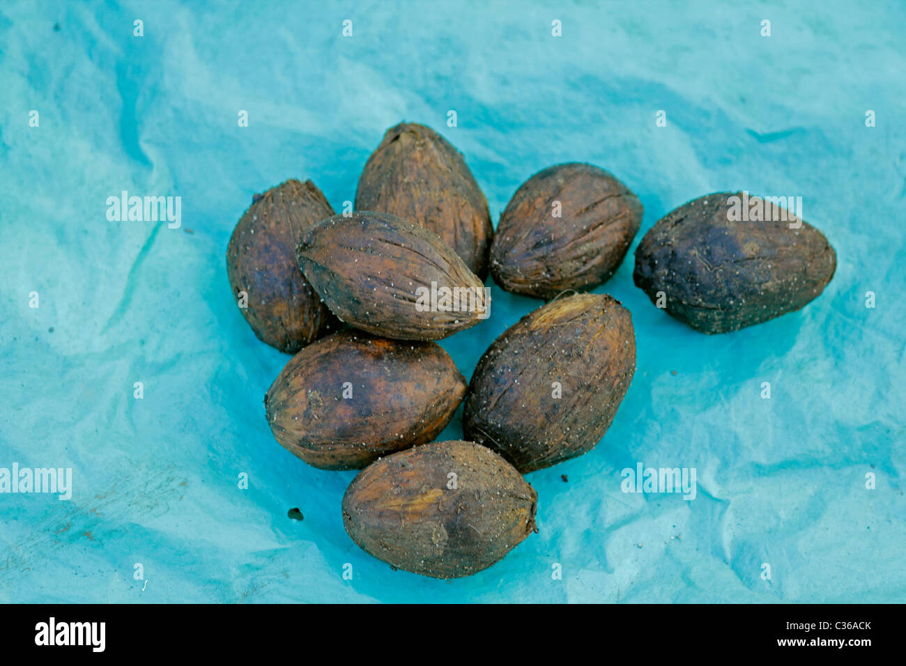 Areca catechu, Betel nuts, Miao, Arunachal Pradesh, India Stock Photo ...