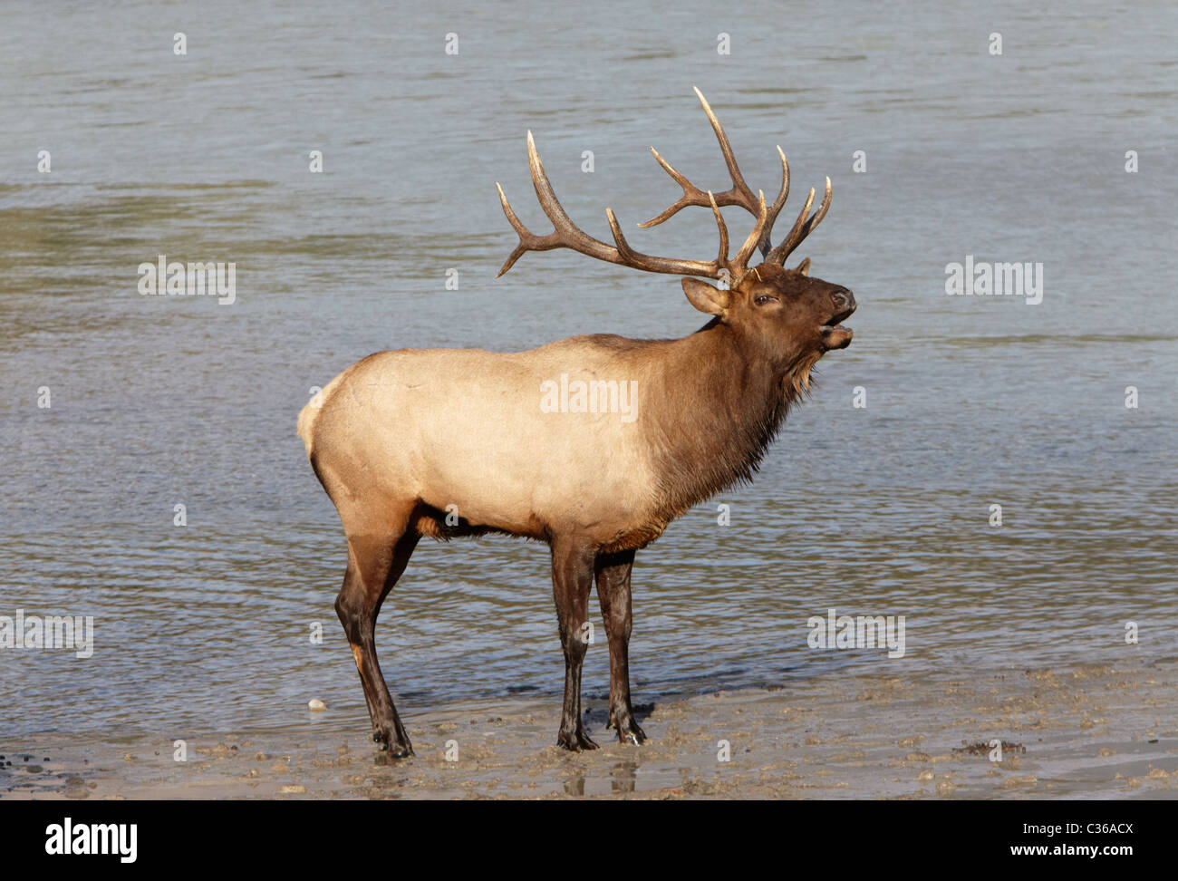 Bull elk cervus canadensis hi-res stock photography and images - Alamy