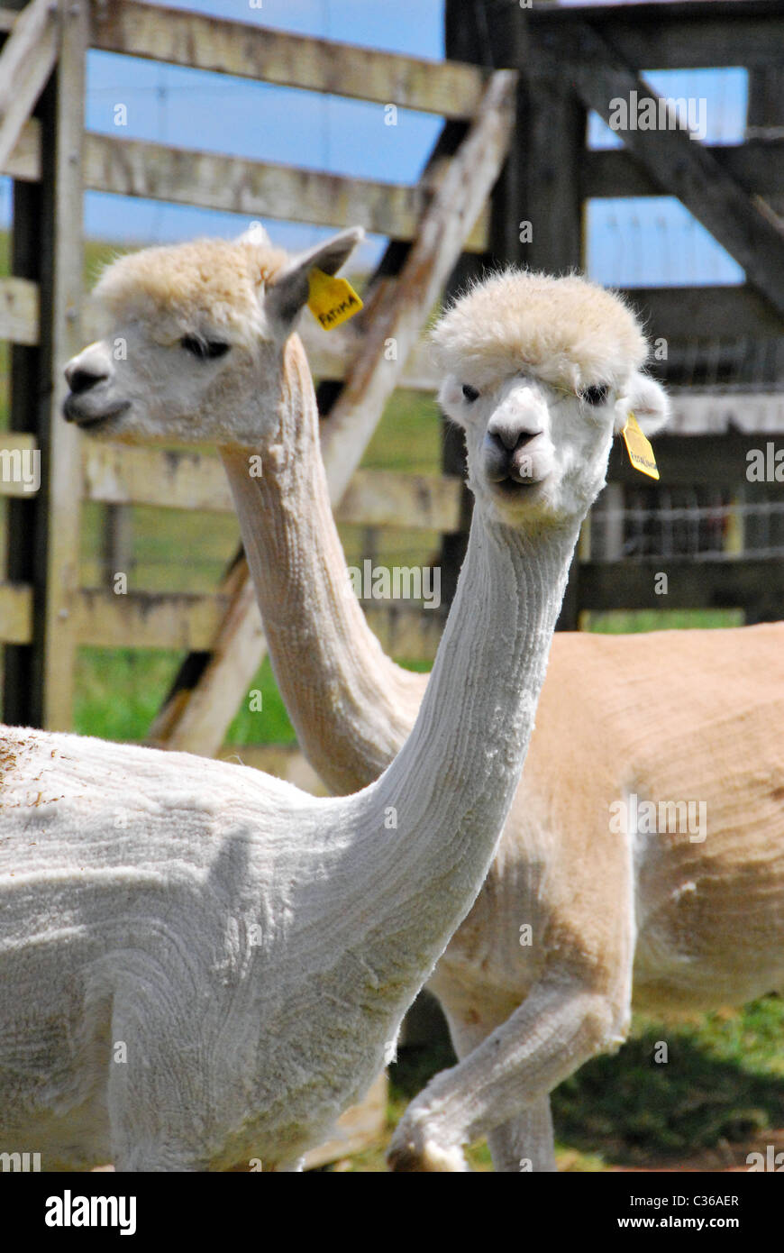 Feeding time for Alpacas, breeding farm Waitakere North Island New ...