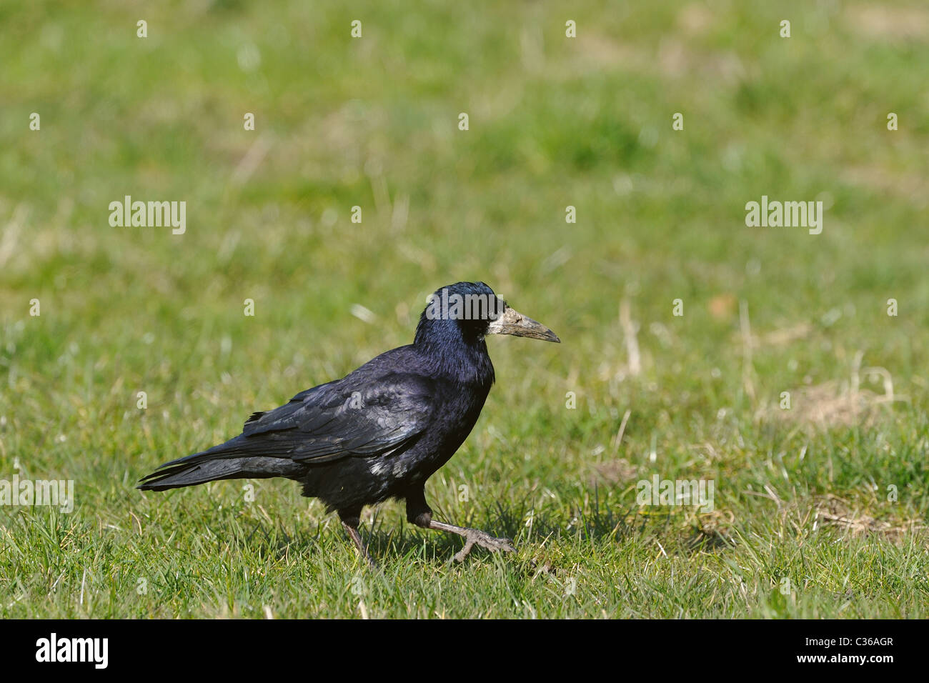 Rook with food hi-res stock photography and images - Alamy