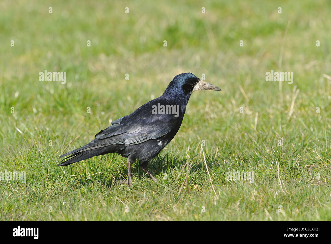Rook with food hi-res stock photography and images - Alamy
