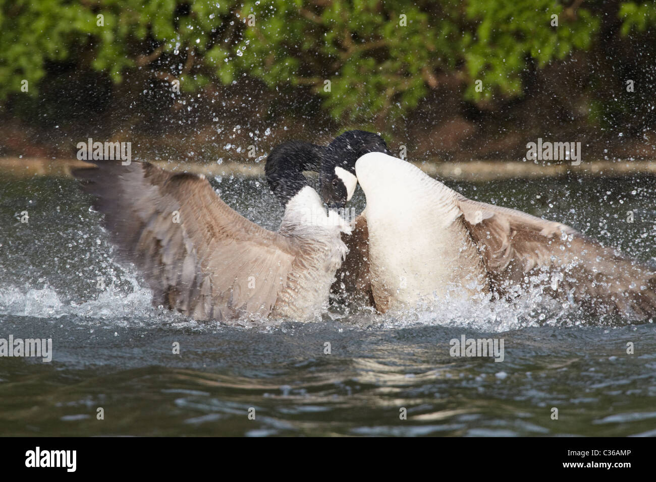 Goose Fighting High Resolution Stock Photography and Images - Alamy