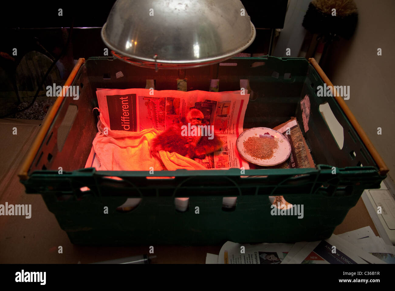 Newborn Gosling's (Toulouse geese) in a brooder, Hampshire England ...