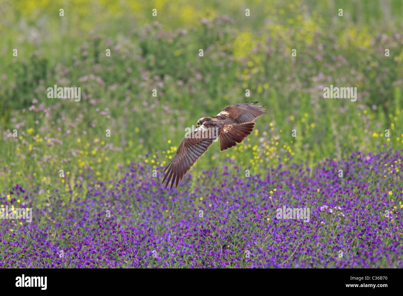 Juvenile Marsh harrier flying over flower filled fields in Southern ...