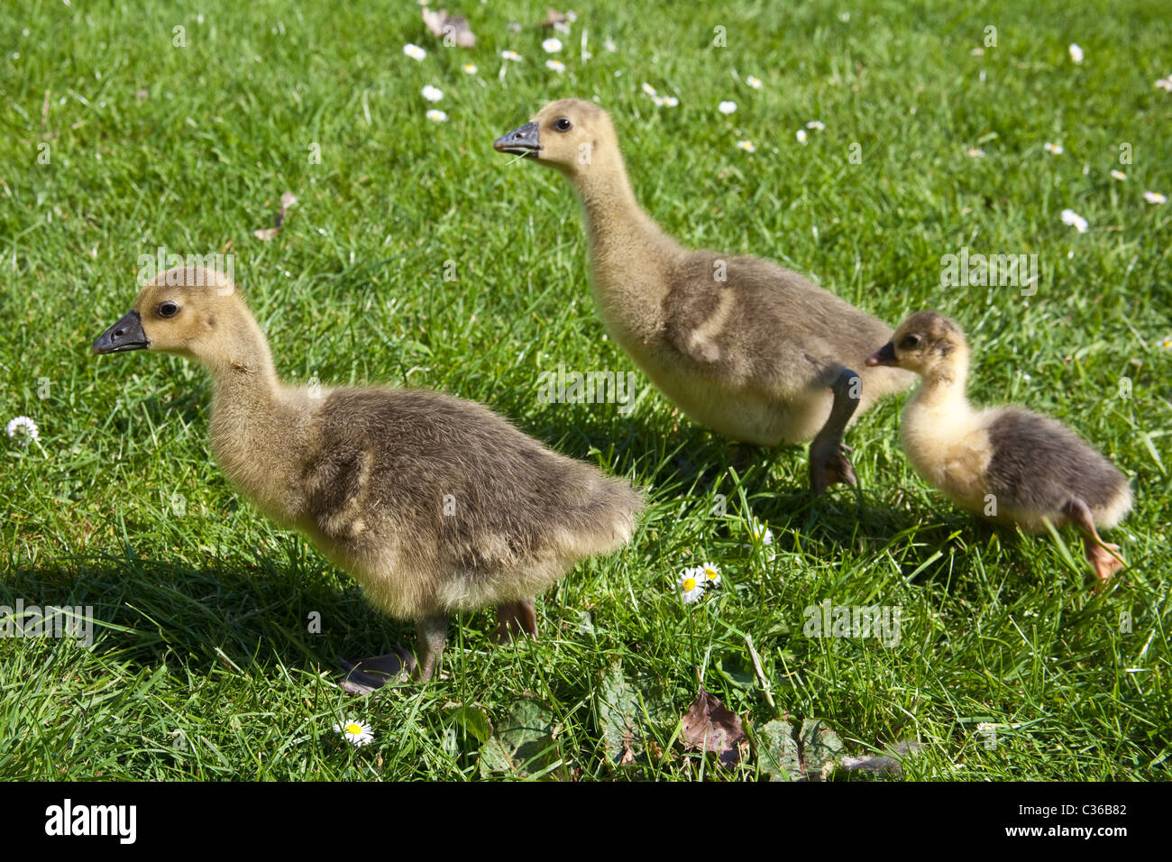 Baby Toulouse geese or gosling's on grass, Hampshire, England, United ...