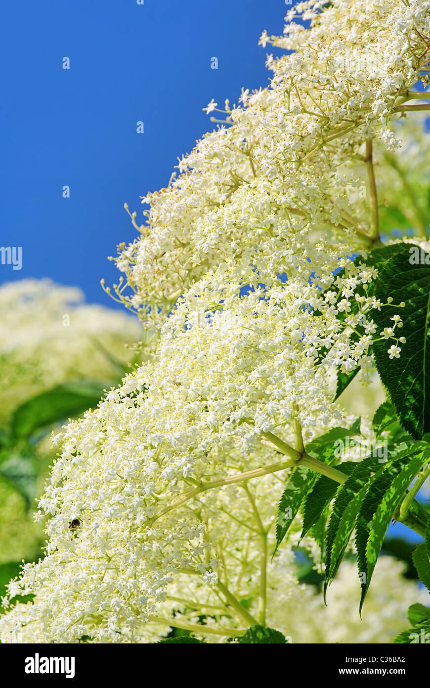 Holunder Blüte - elder flower 34 Stock Photo - Alamy