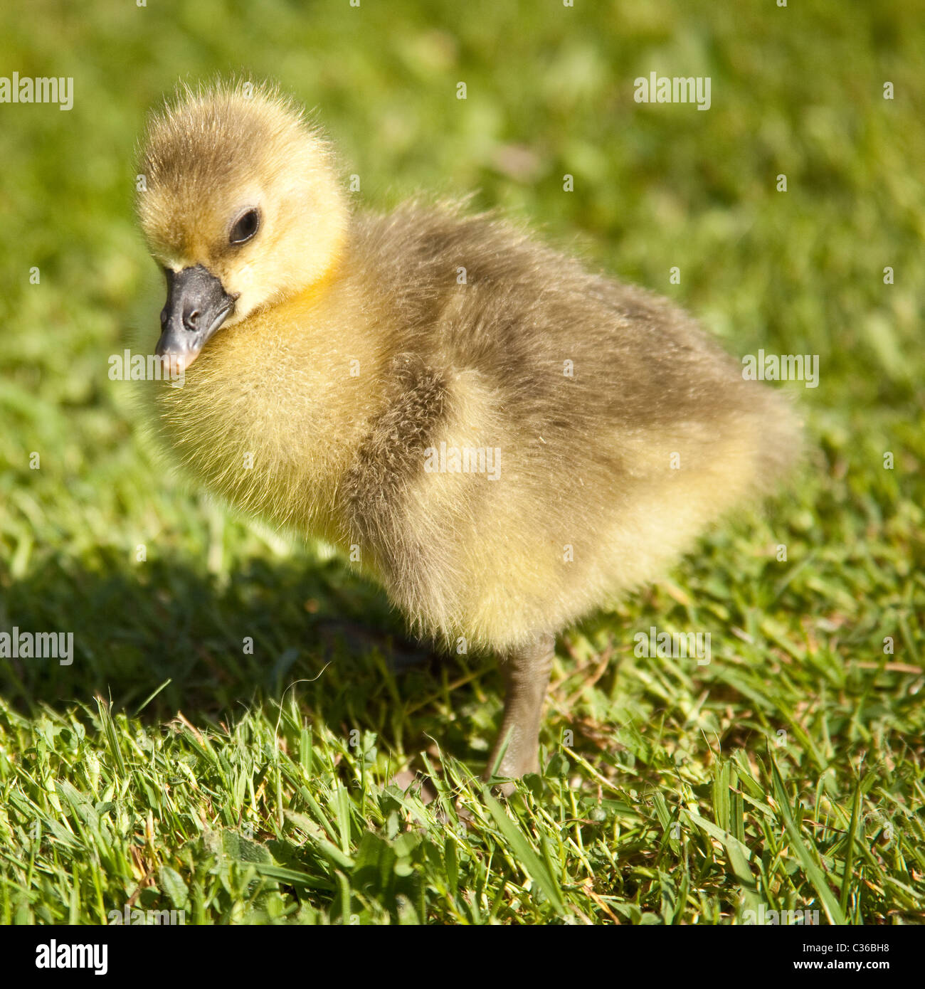 Baby Gosling
