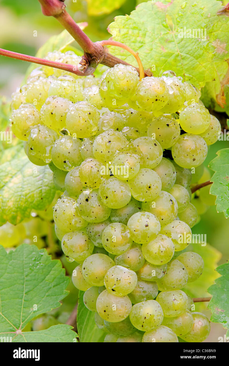 Weintraube weiss - grape white 06 Stock Photo - Alamy