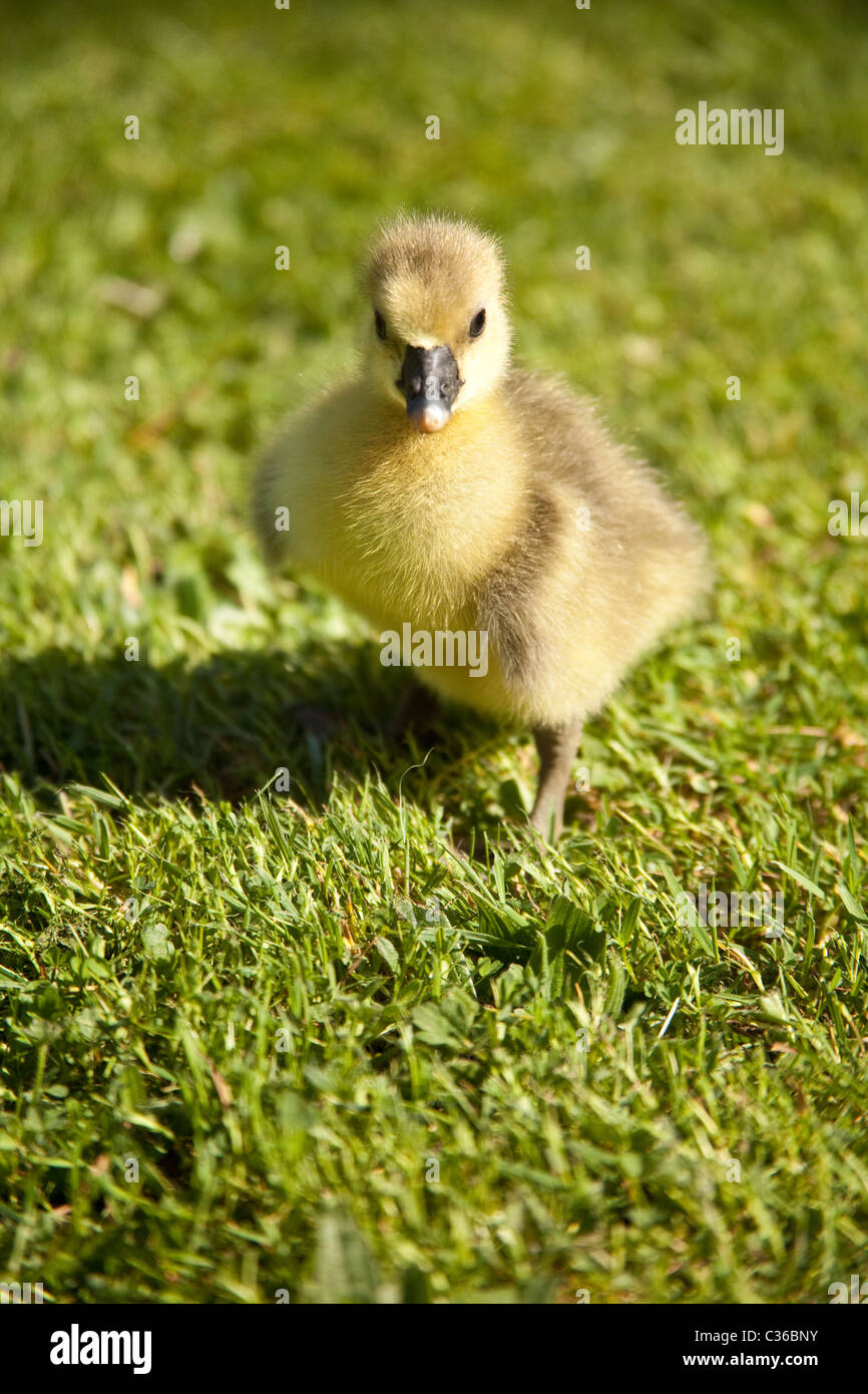 Newborn gosling baby goose ( Toulouse ) Hampshire, England, United ...