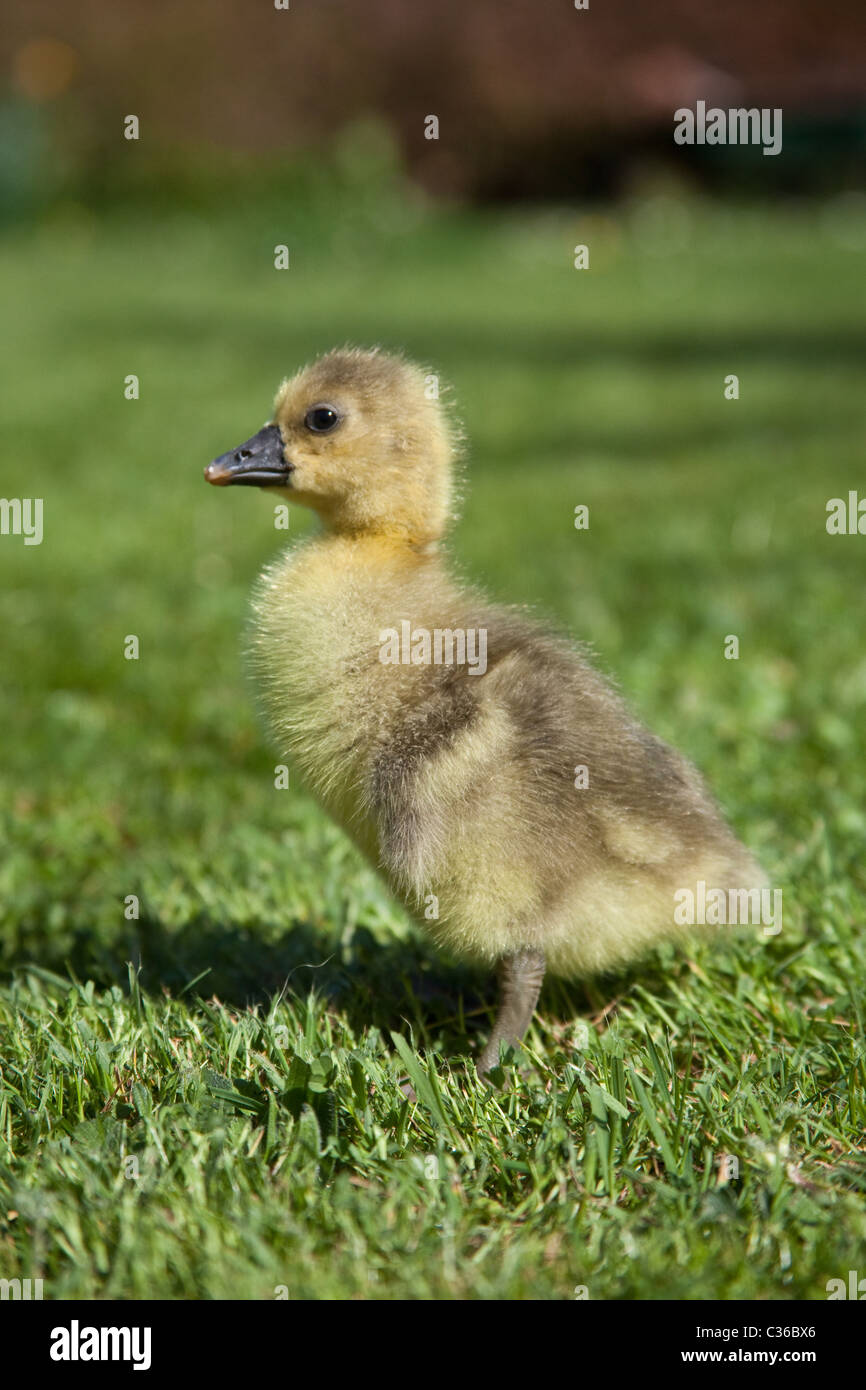 Newborn gosling baby goose ( Toulouse ) Hampshire, England, United ...
