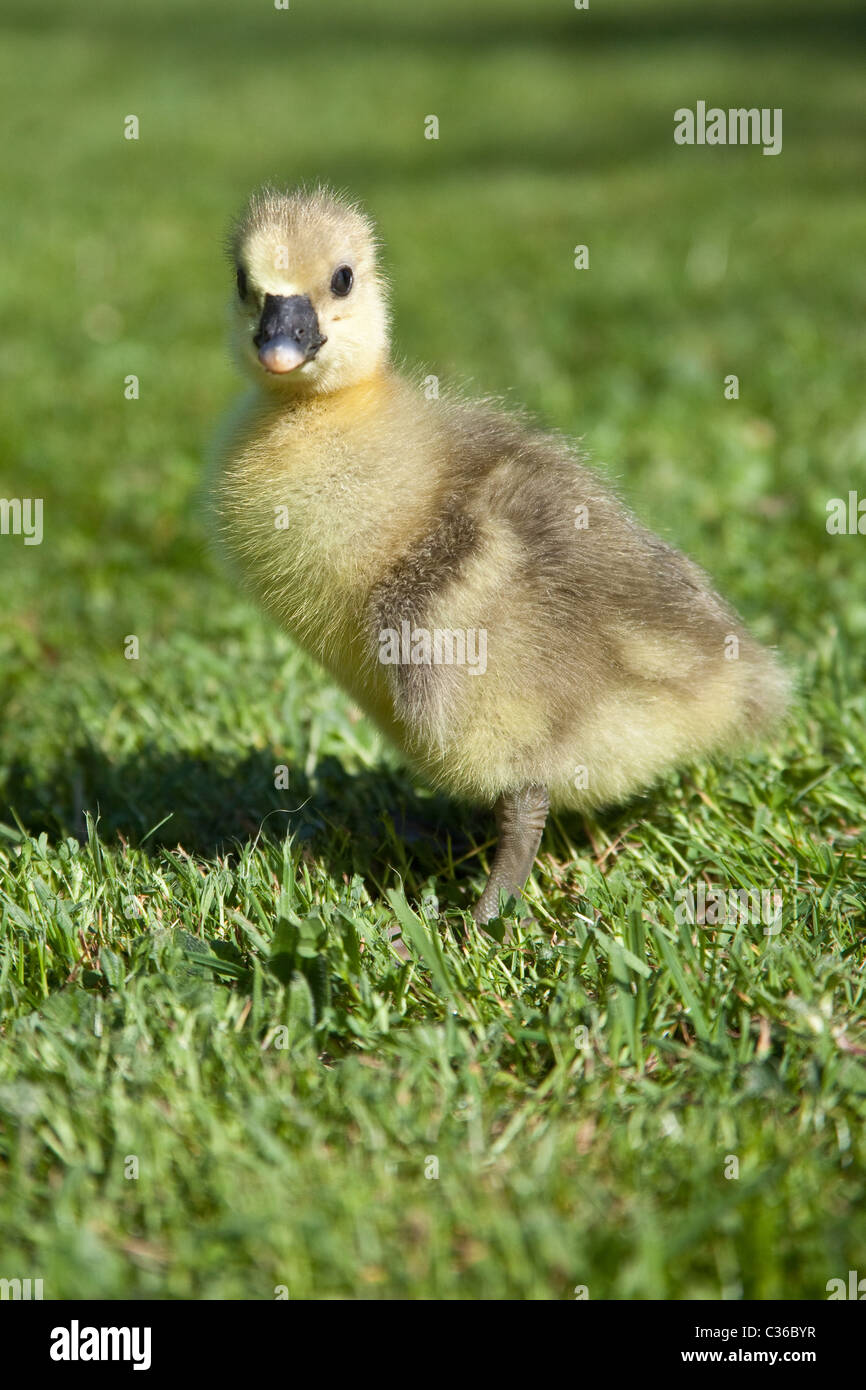 Newborn gosling baby goose ( Toulouse ) Hampshire, England, United ...