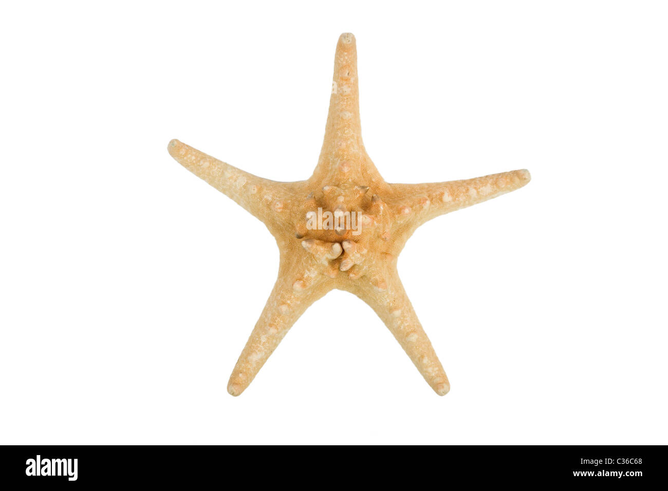 front view of a starfish in detail isolated on white background Stock ...