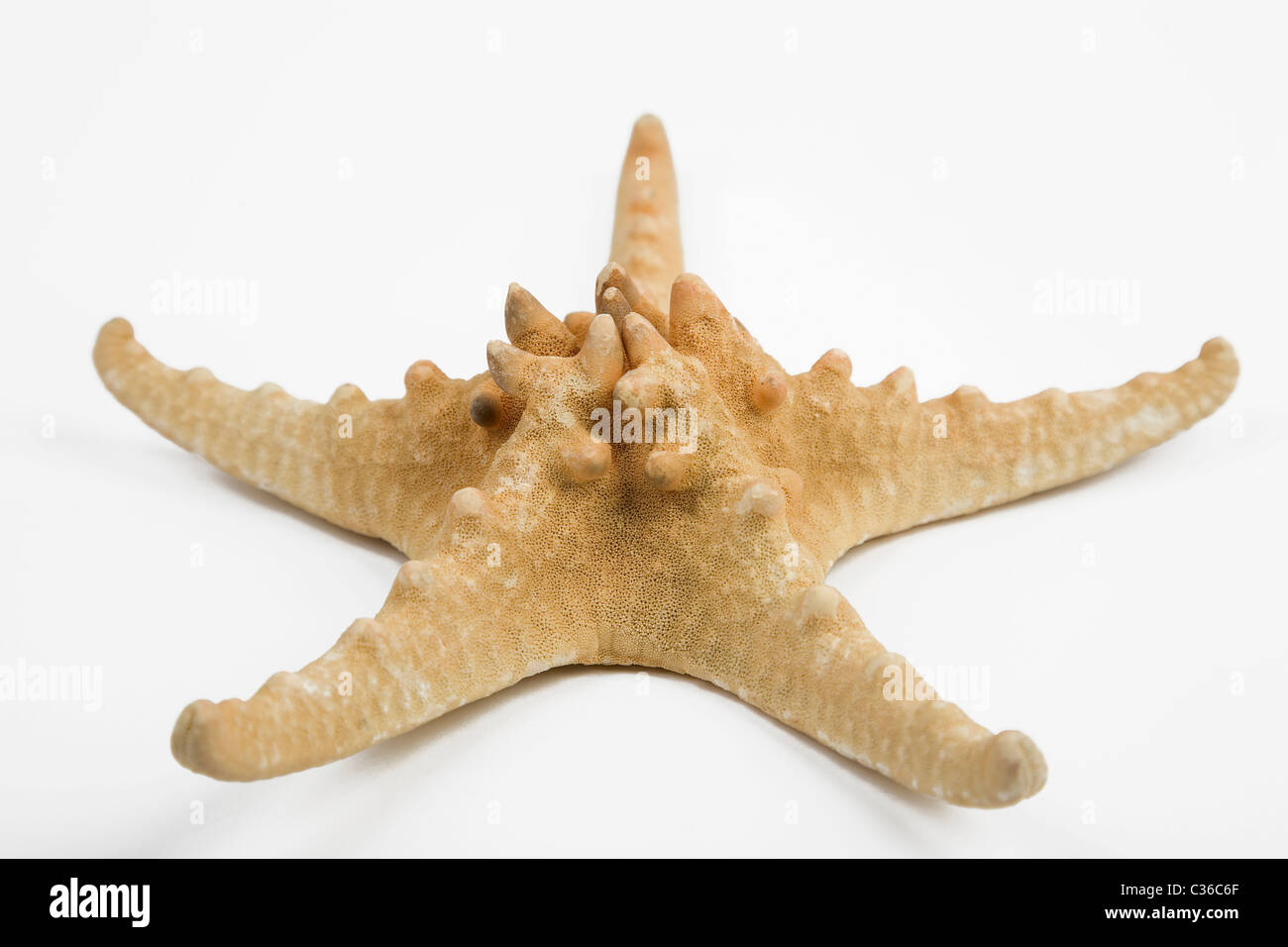 front view of a starfish in detail isolated on white background Stock ...