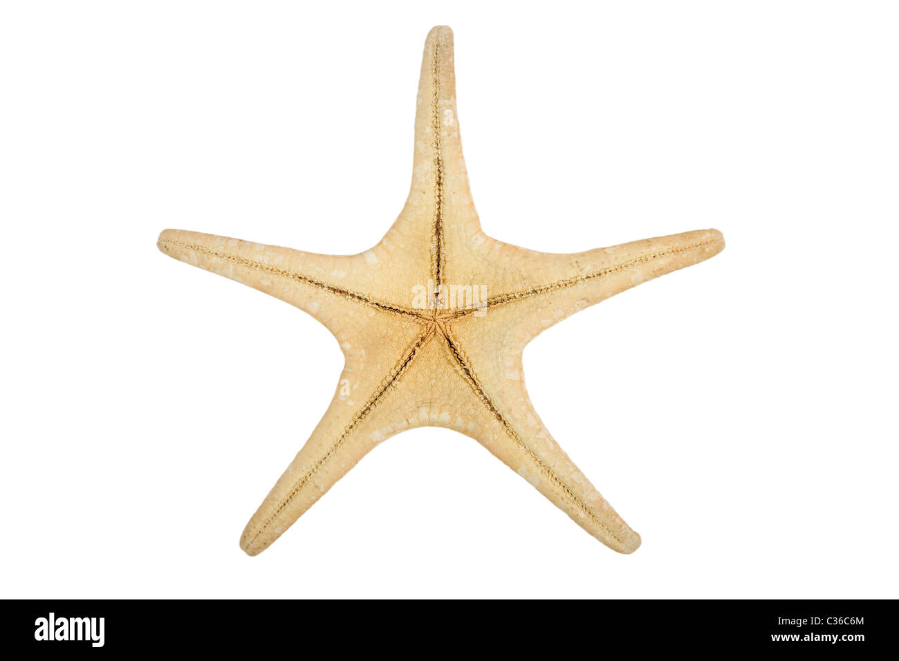 front view of a starfish in detail isolated on white background Stock ...