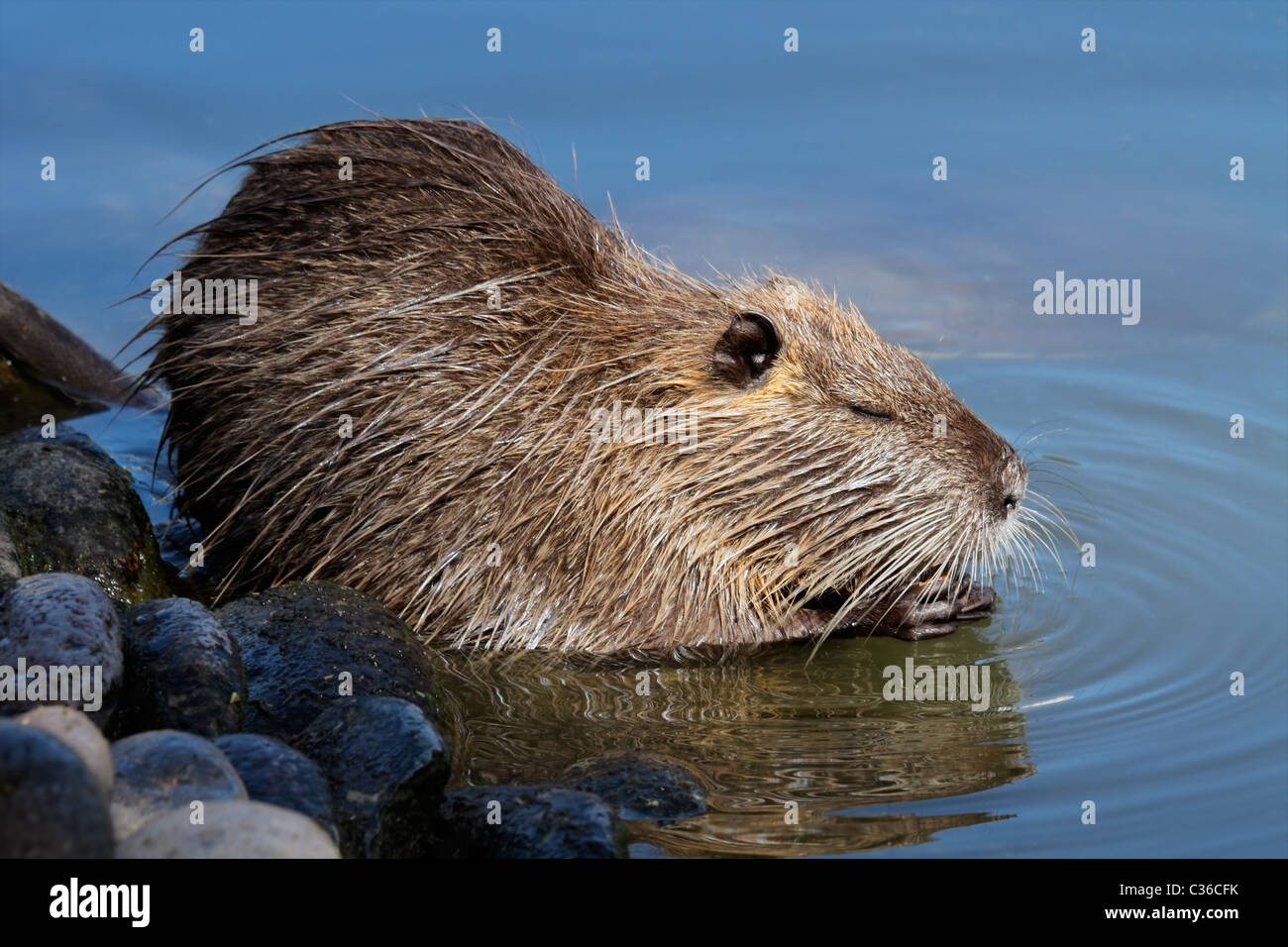 Coipo (Myocastor coypus) feeding in shallow water, South America Stock ...