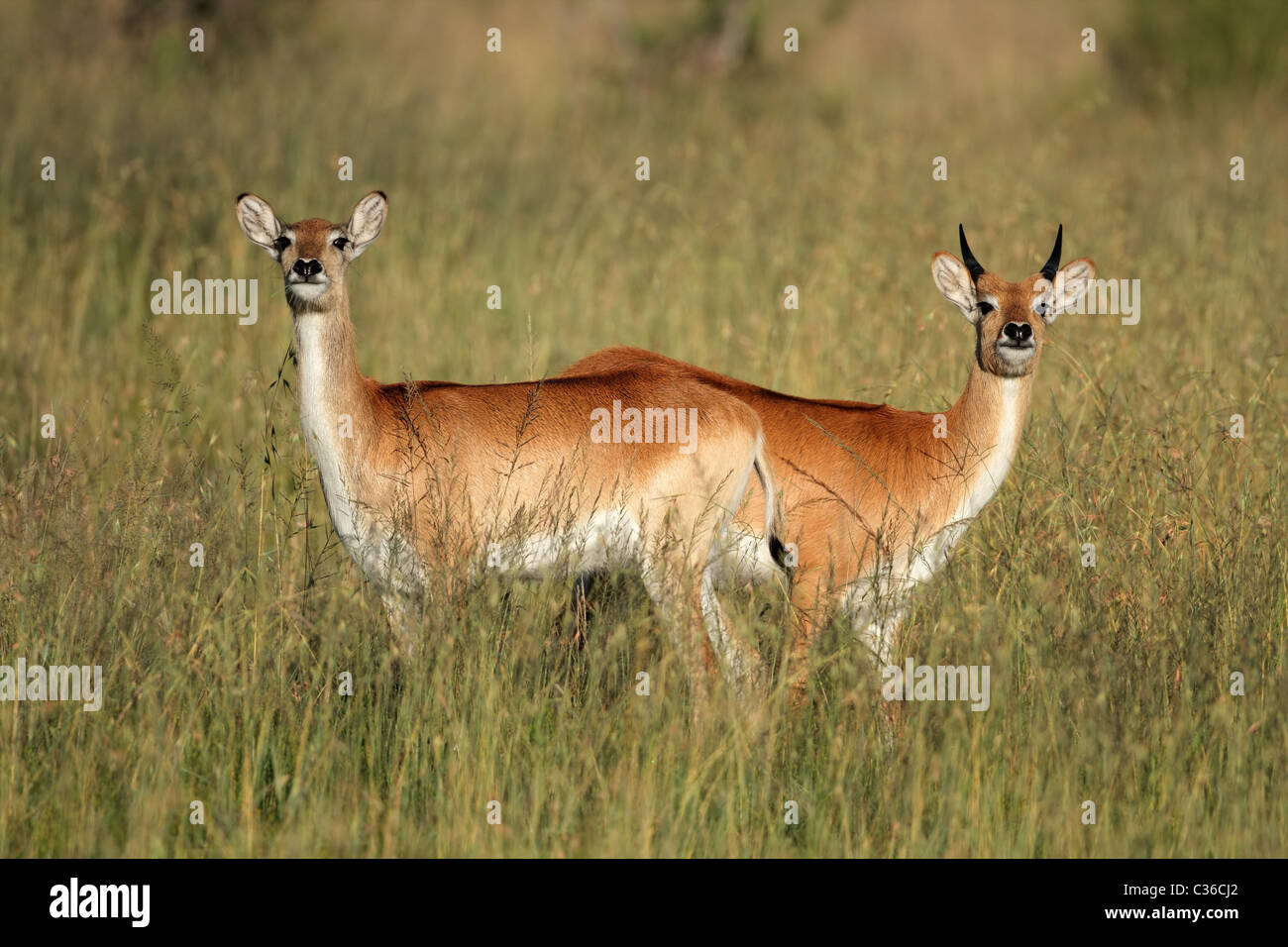 Two red lechwe antelopes (Kobus leche), southern Africa Stock Photo - Alamy