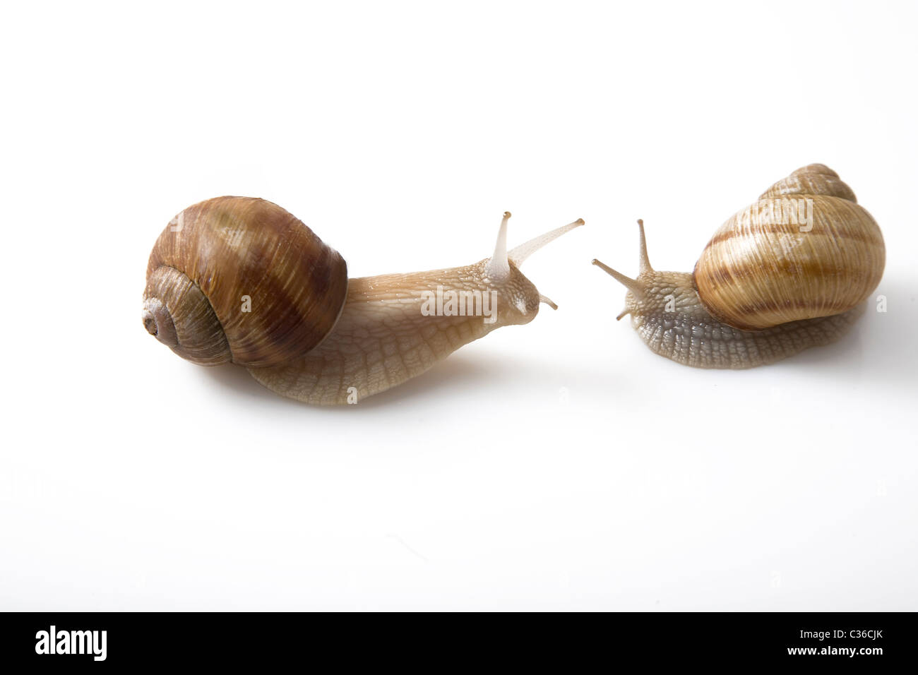 two snails face to face on white background, communication concept ...