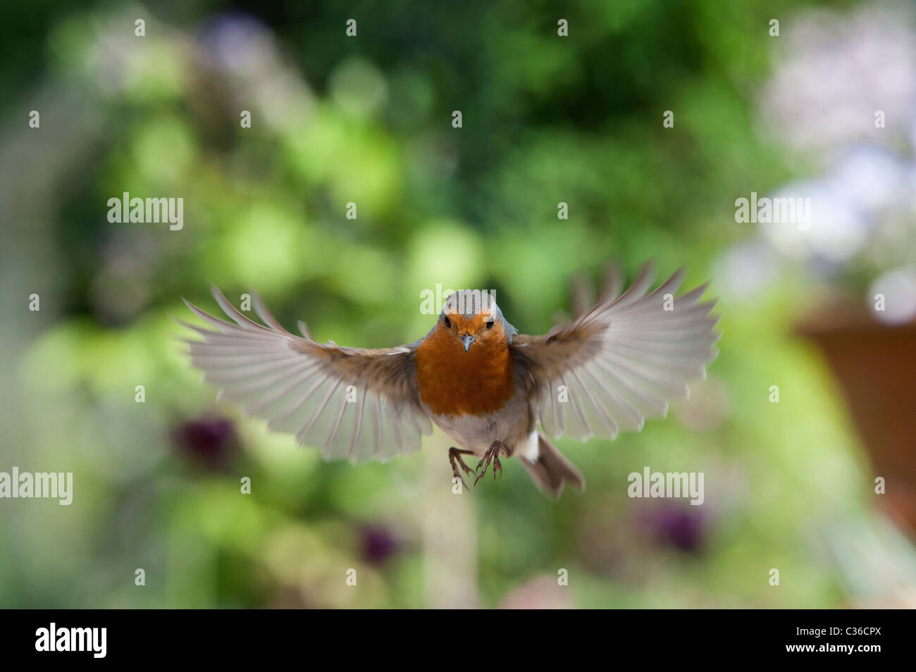 Robin in flight in an english garden in spring. UK Stock Photo - Alamy