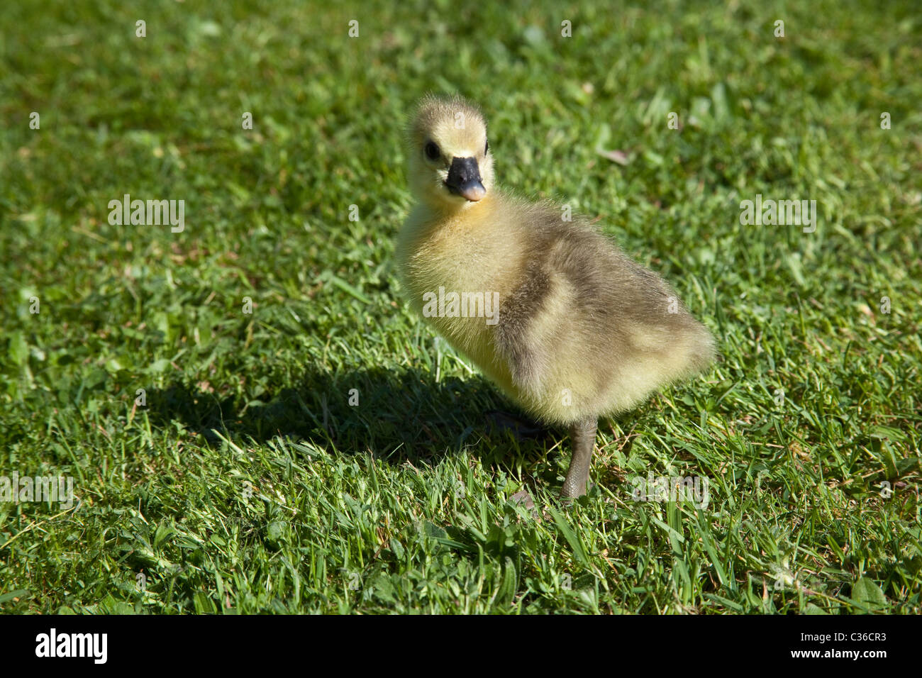 Newborn goose hi-res stock photography and images - Alamy