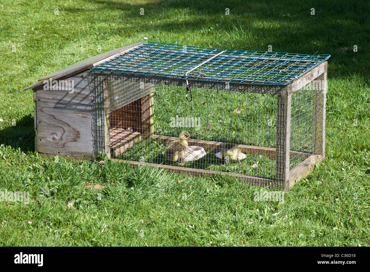 Newborn goose hi-res stock photography and images - Alamy