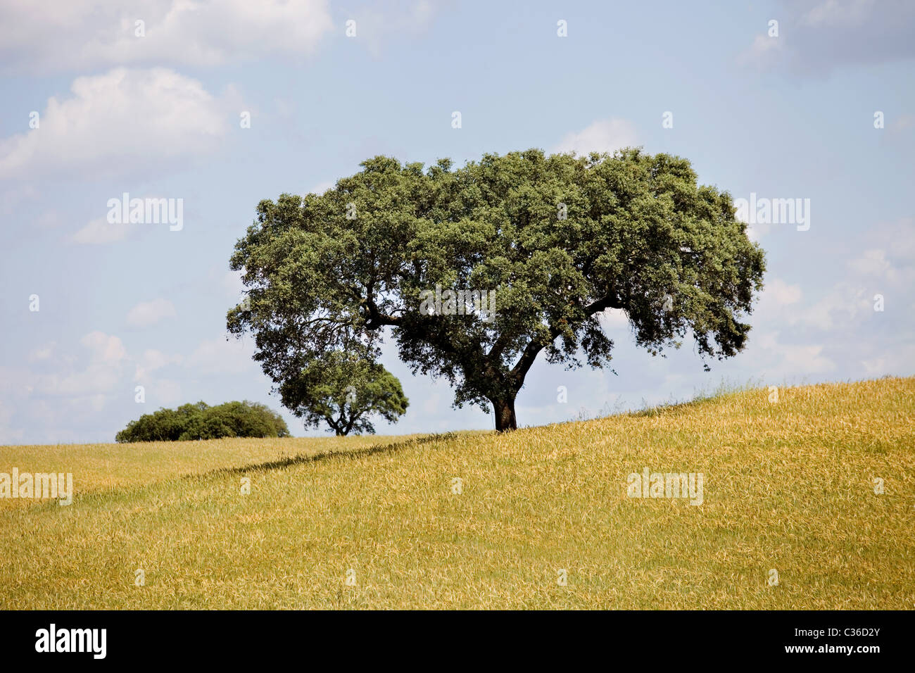 alentejo farm view, in the south of portugal Stock Photo - Alamy