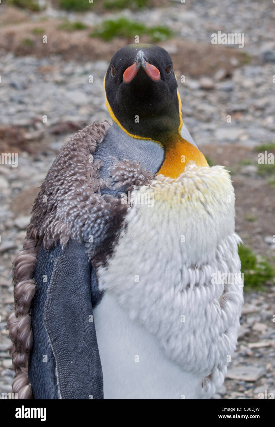 King penguin molting hi-res stock photography and images - Alamy