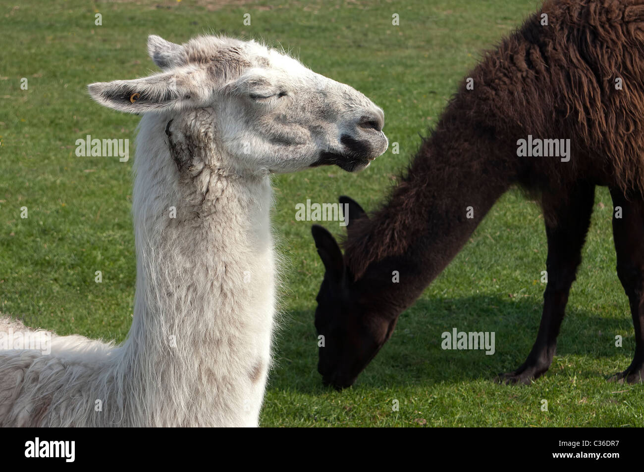 White llamas hi-res stock photography and images - Alamy