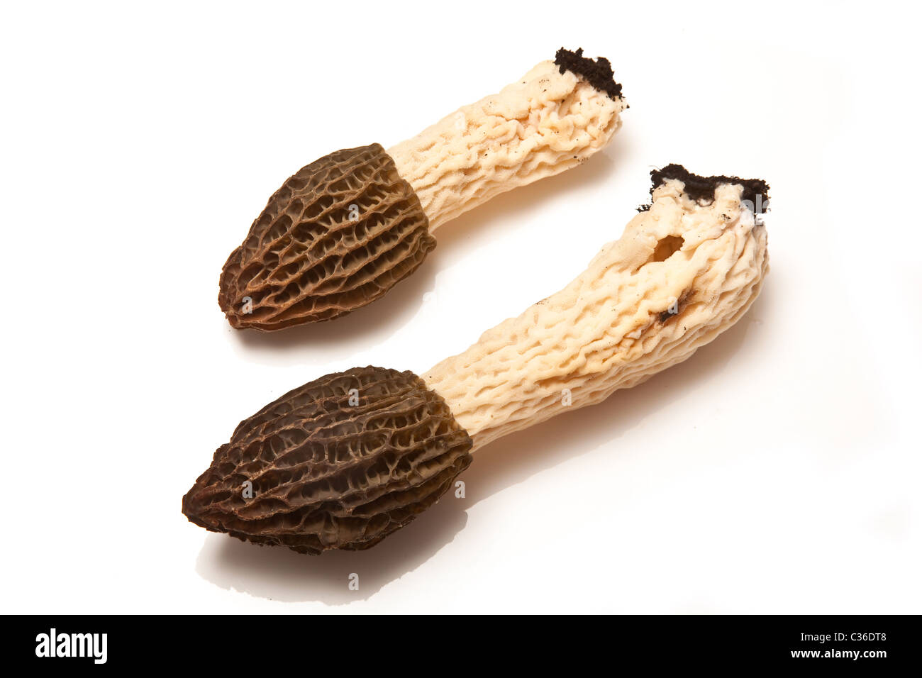 Morel mushroom isolated on a white studio background Stock Photo - Alamy