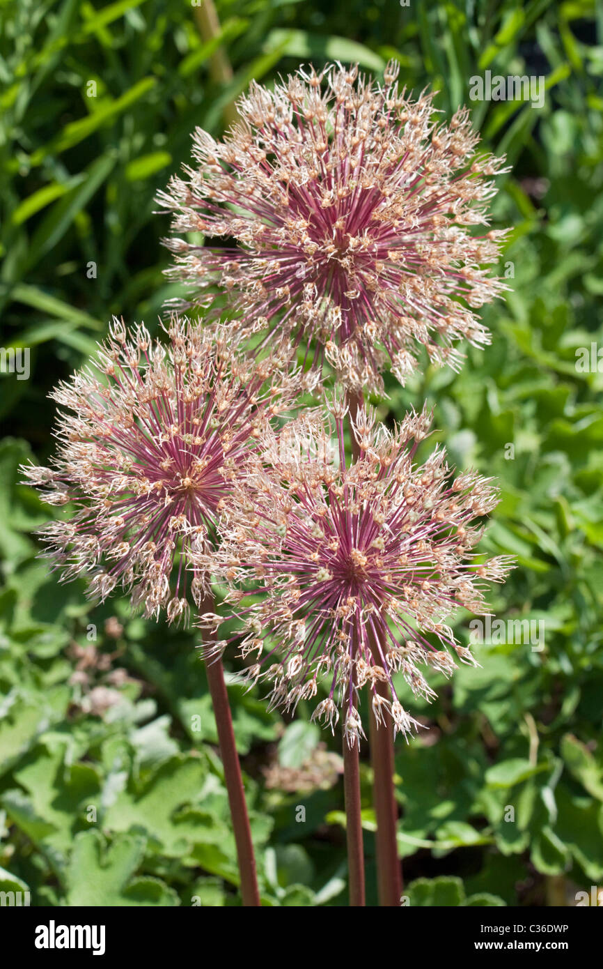 Giant Allium (Allium Giganteum) seedheads Stock Photo - Alamy