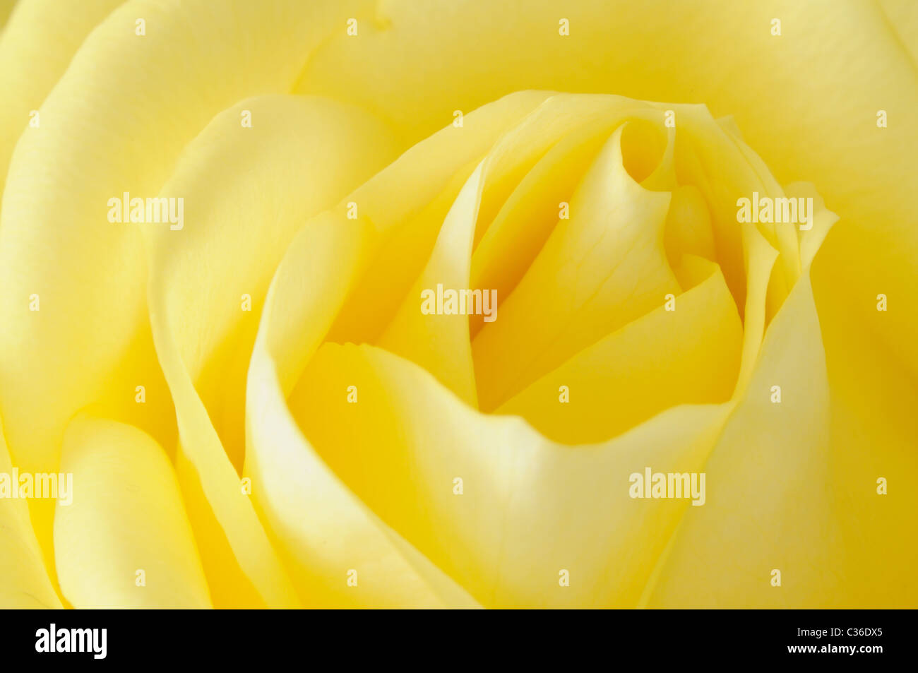Close up macro of a yellow rose flower Stock Photo - Alamy
