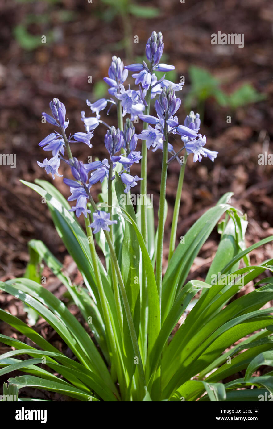 Bluebell flower blue bells bloom hi-res stock photography and images ...