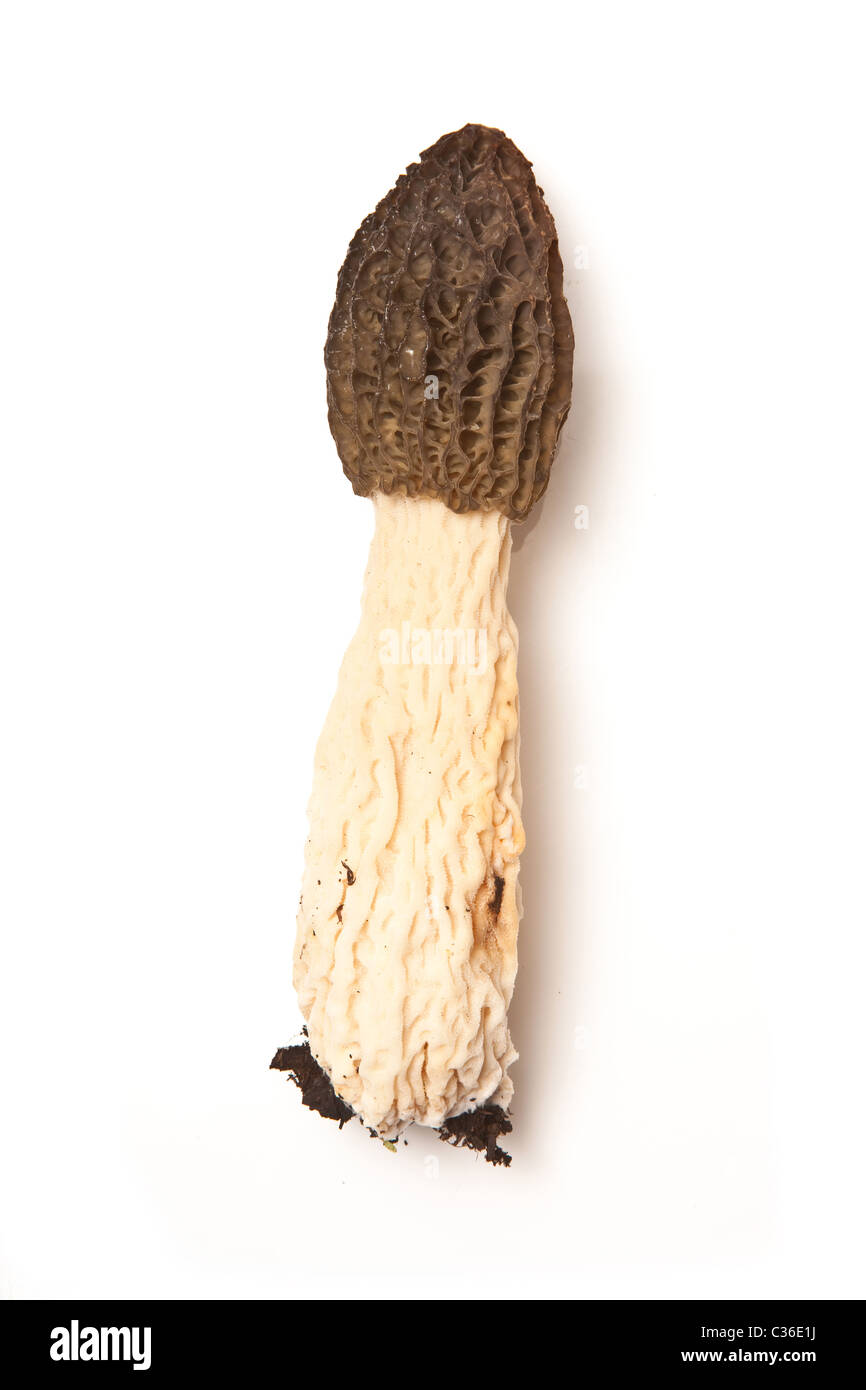 Morel mushroom isolated on a white studio background Stock Photo - Alamy