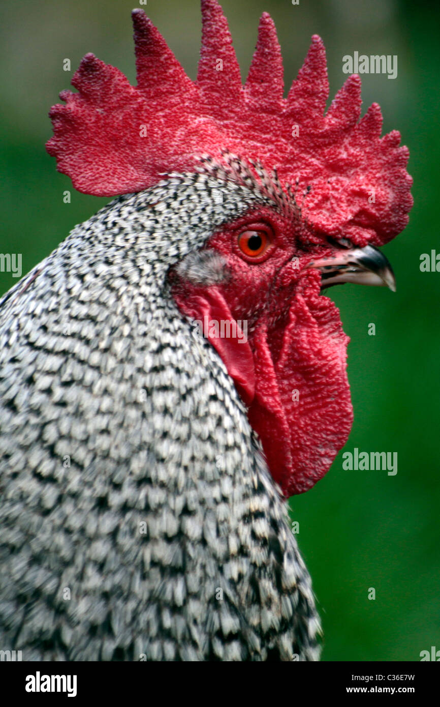 Lavender Maran Cockerel Stock Photo - Alamy