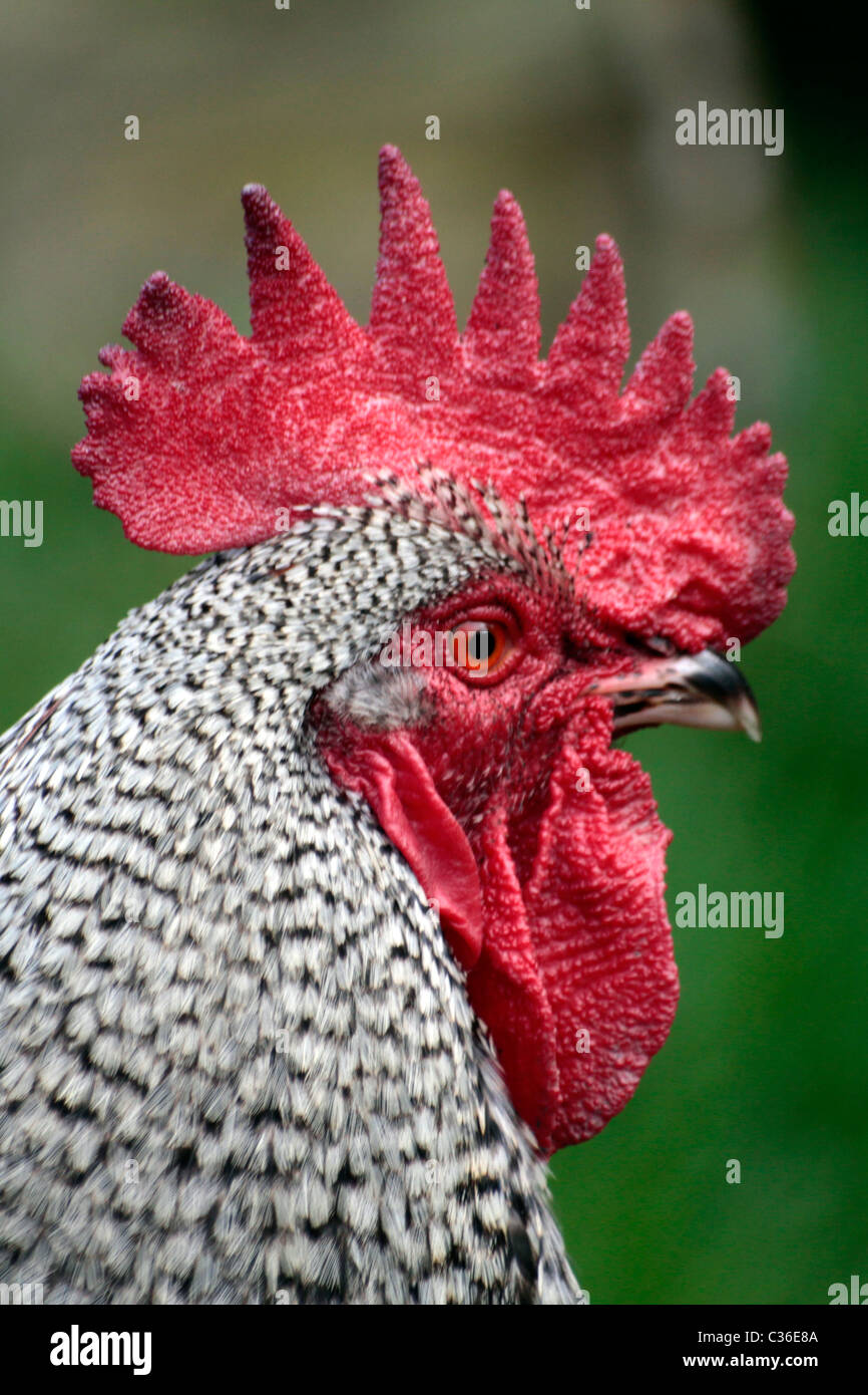 Lavender Maran Cockerel Stock Photo - Alamy