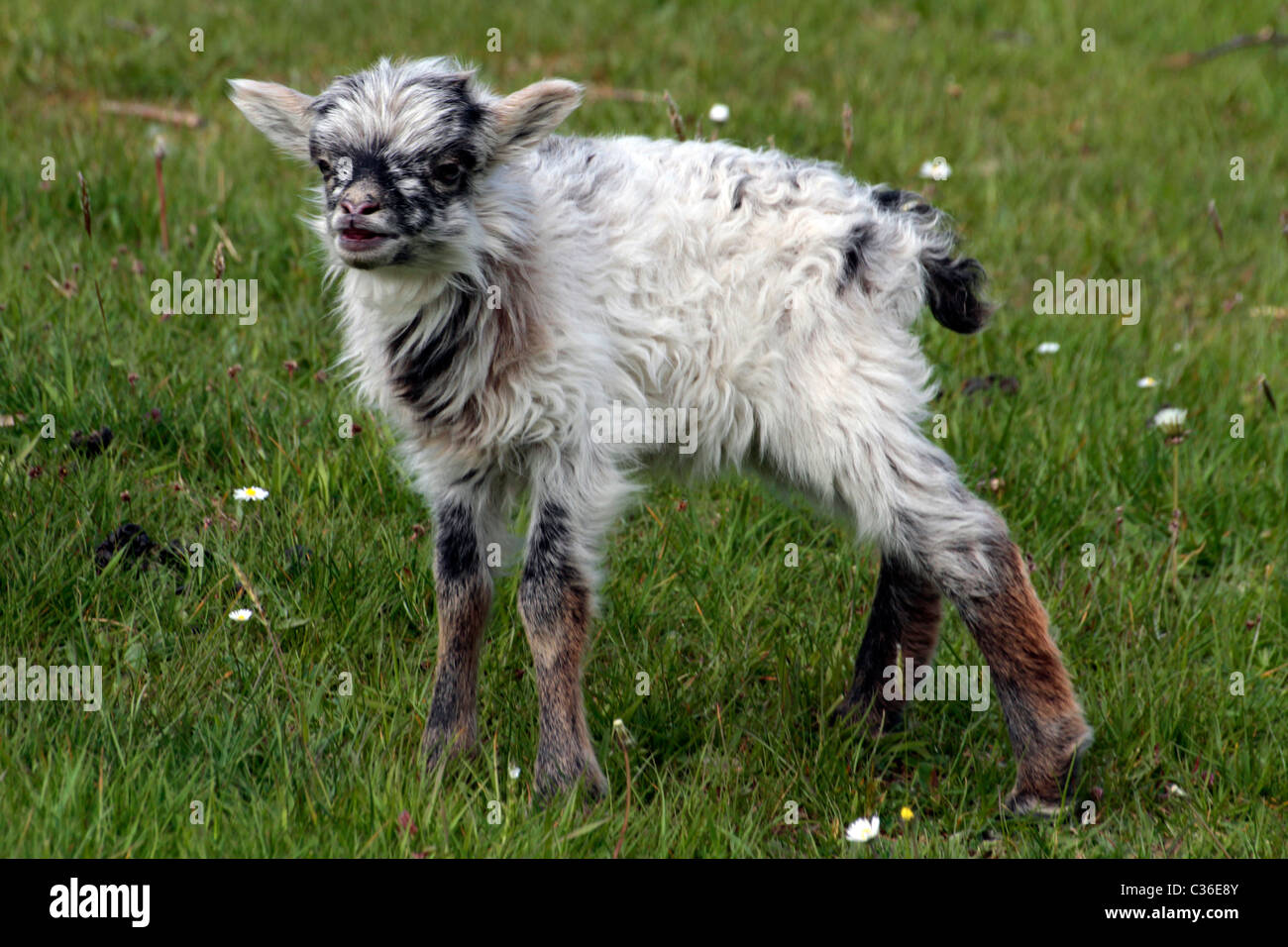 Rare Breed North Ronaldsay Sheep Stock Photo - Alamy