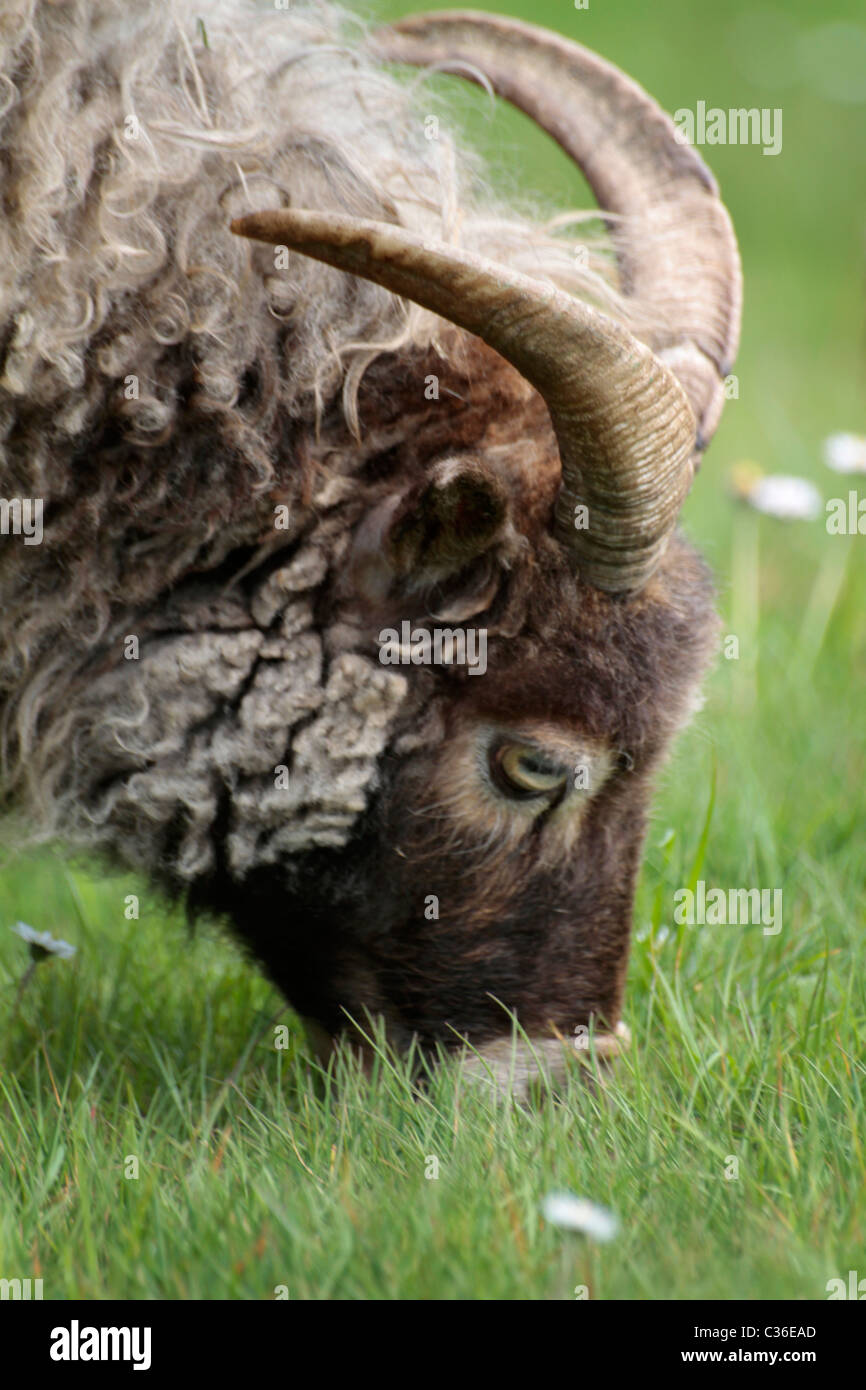 North ronaldsay breed hi-res stock photography and images - Alamy