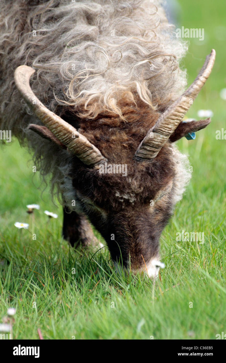 Rare Breed North Ronaldsay Sheep Stock Photo - Alamy
