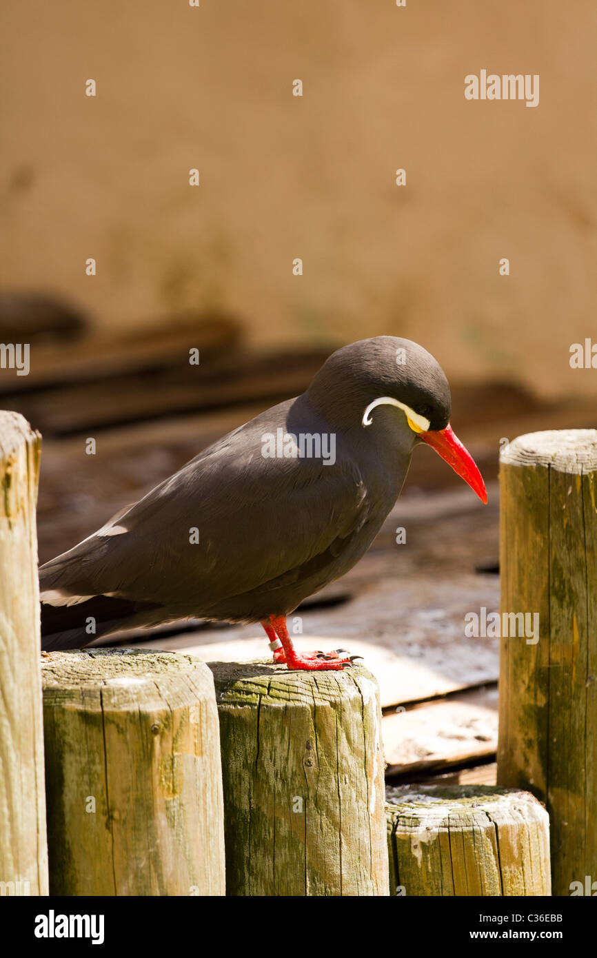 Birds at the Beach Stock Photo - Alamy