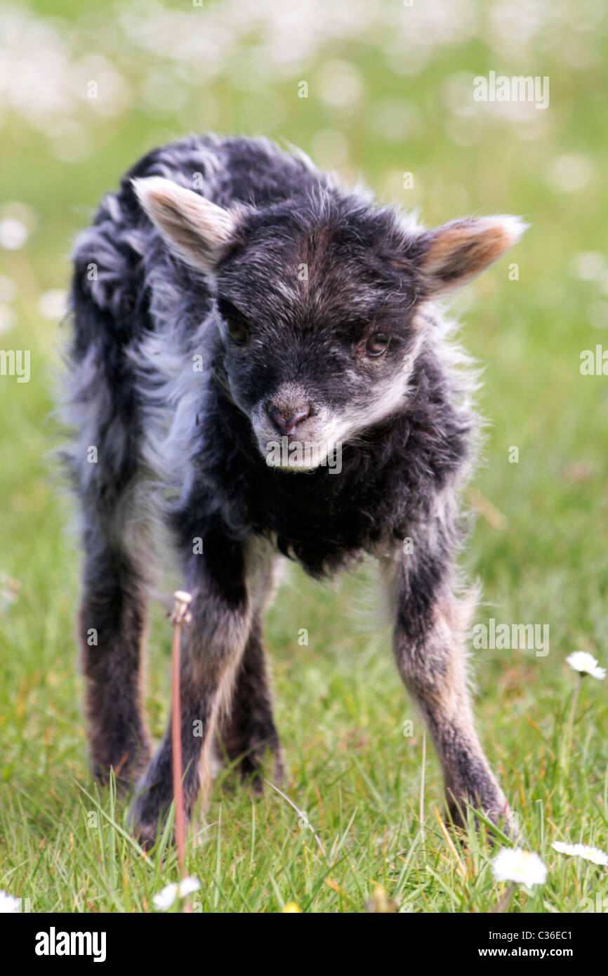 Rare Breed North Ronaldsay Sheep Stock Photo - Alamy