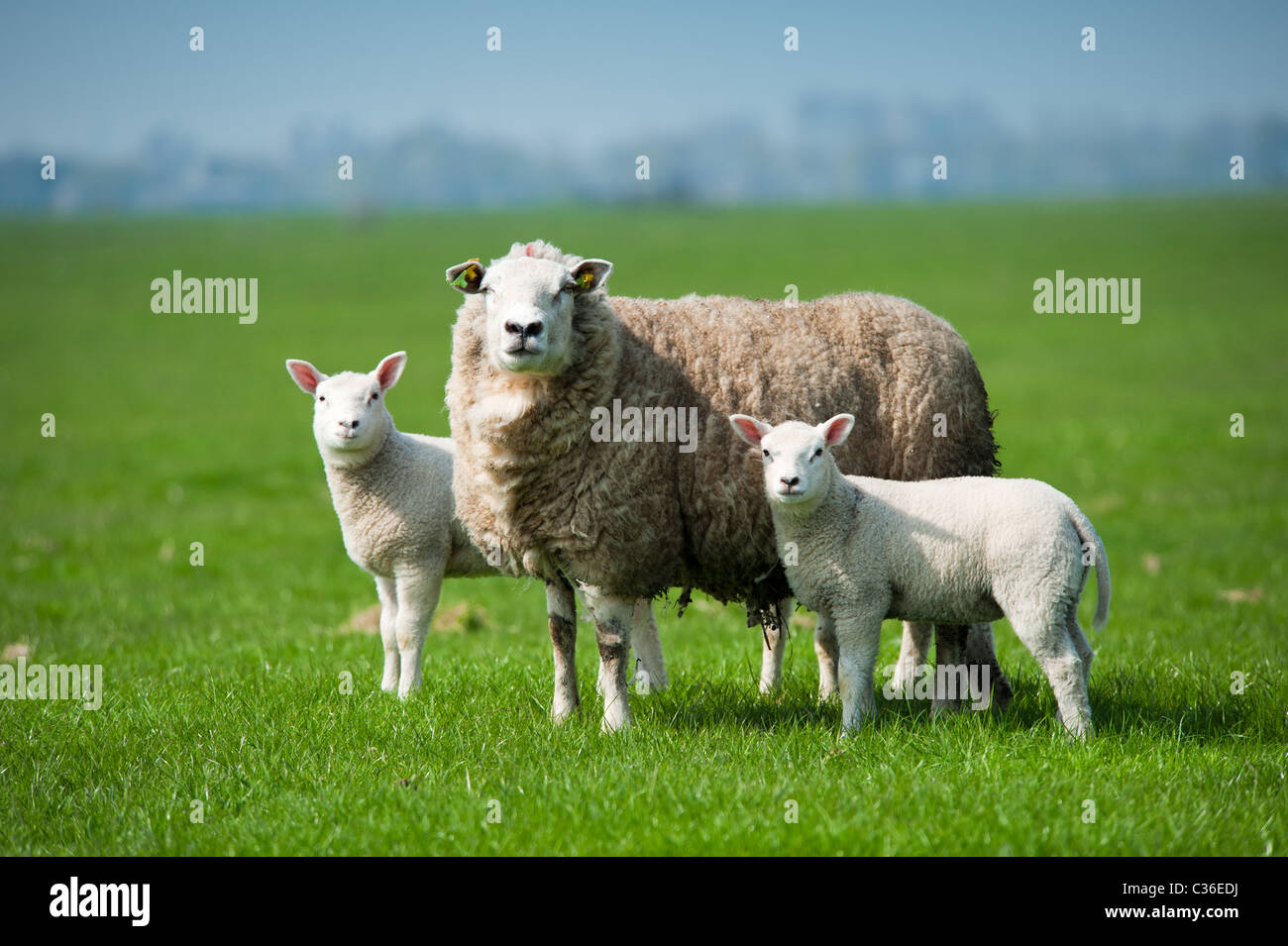 Mother sheep and babies hi-res stock photography and images - Alamy