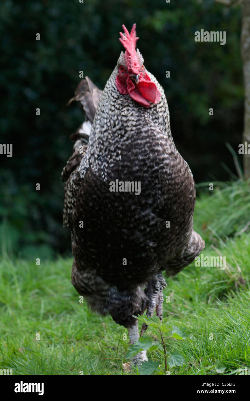 Lavender Maran Cockerel Stock Photo - Alamy