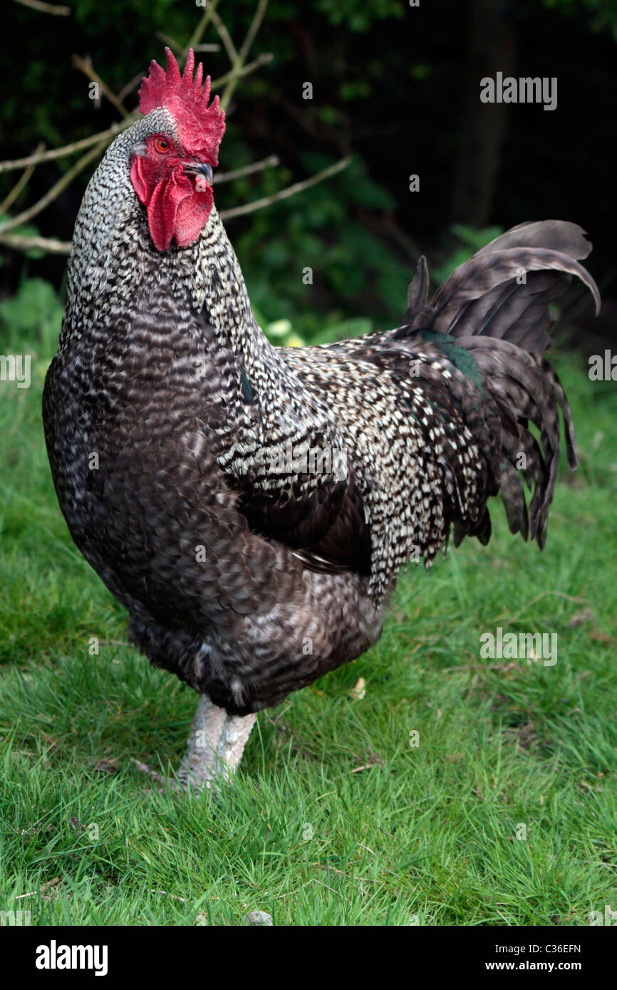 Maran rooster hi-res stock photography and images - Alamy