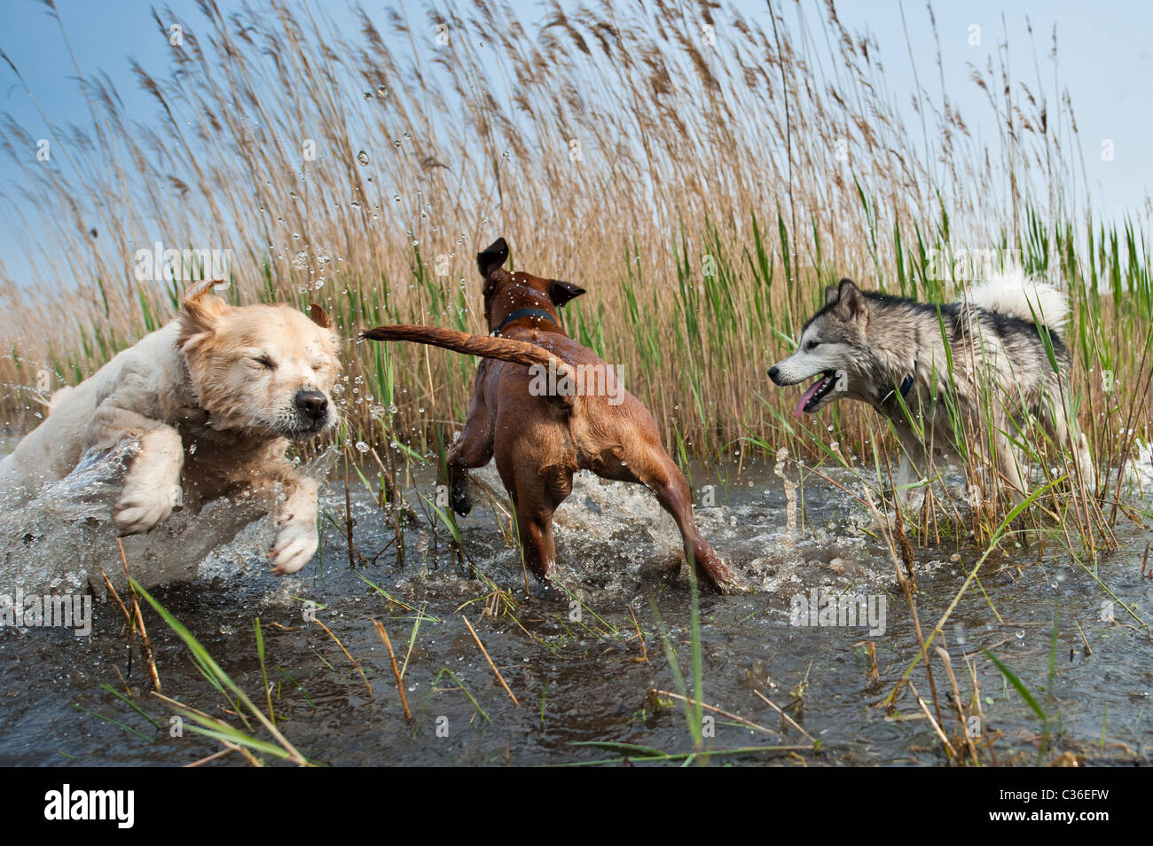 Cute dogs having fun in the water Stock Photo - Alamy