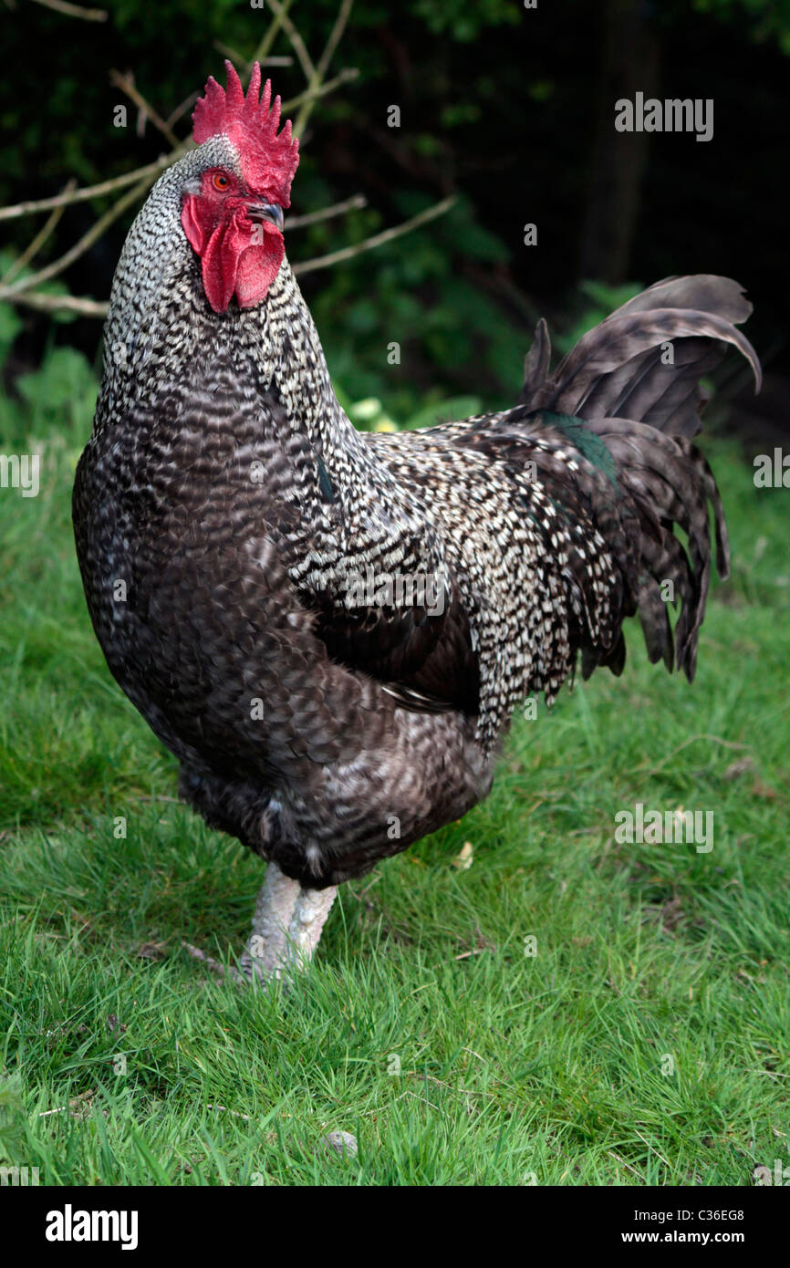 Lavender Maran Cockerel Stock Photo - Alamy